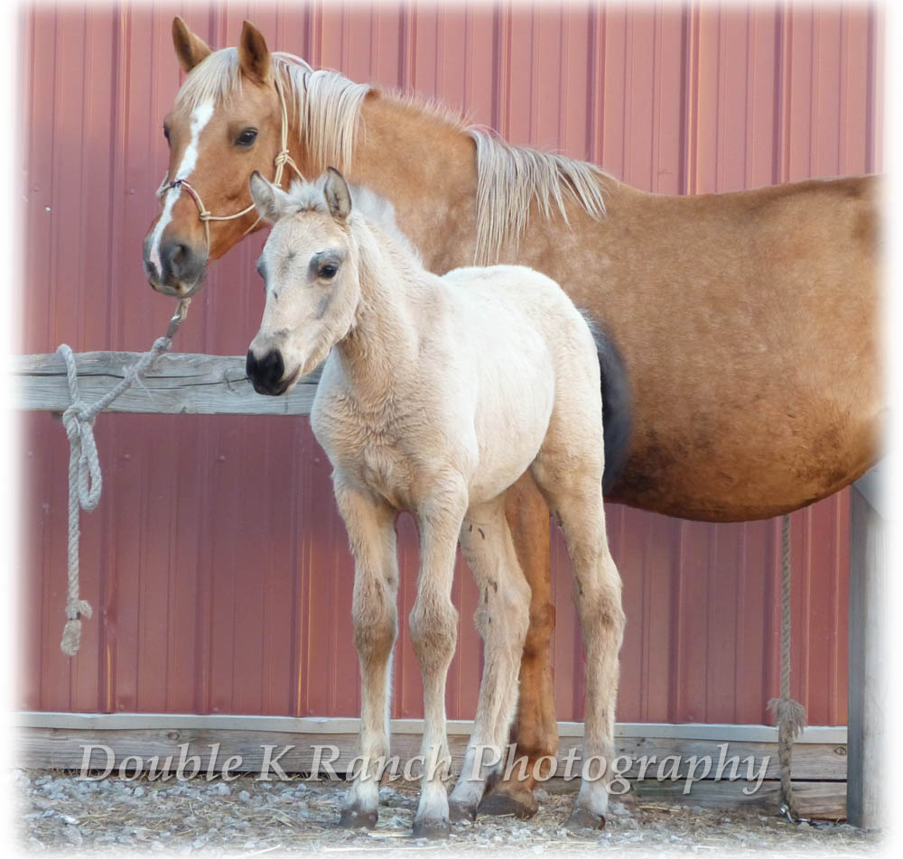 Lusitano Template