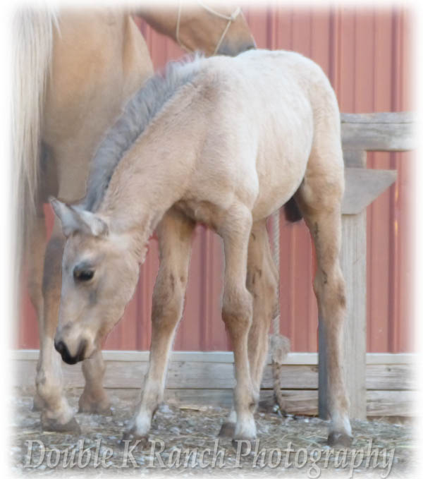 Lusitano Template