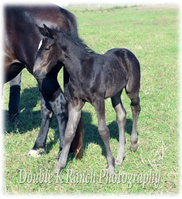 Francisca 2021 Black Filly